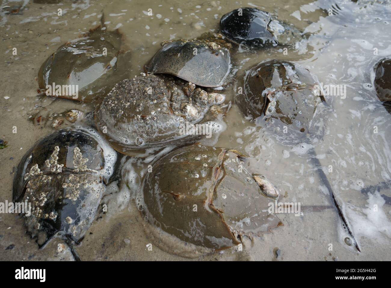 Horseshoe crab (Limulus polyphemus) mating frenzy Stock Photo - Alamy