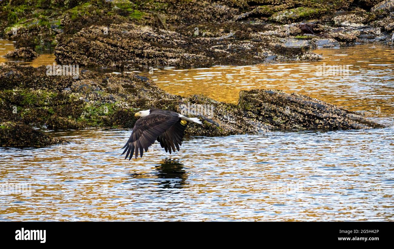 Bald eagle flying over water hi-res stock photography and images - Alamy