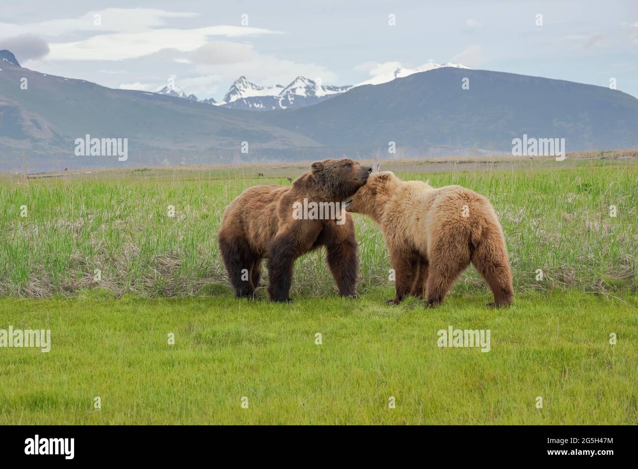 Bears mating hi-res stock photography and images - Alamy