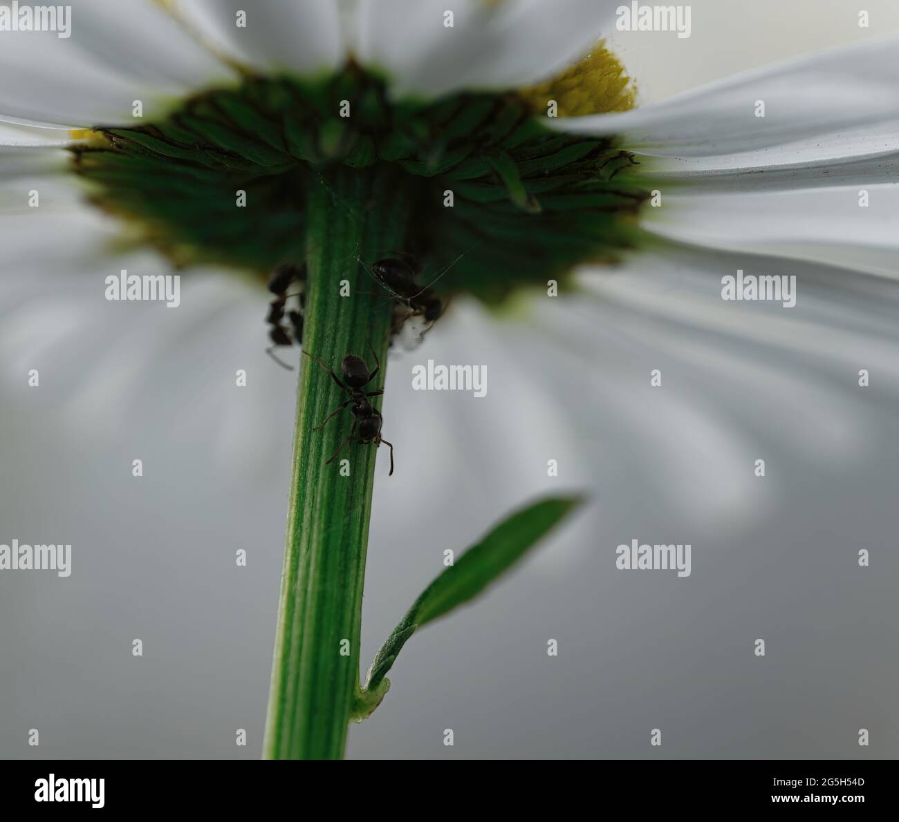 Ants on daisy hi-res stock photography and images - Alamy