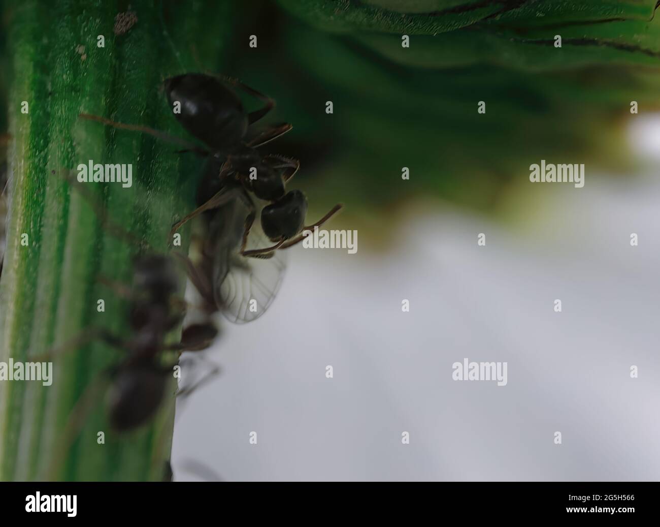 Macro shot of black garden ants on a daisy flower stem Stock Photo - Alamy