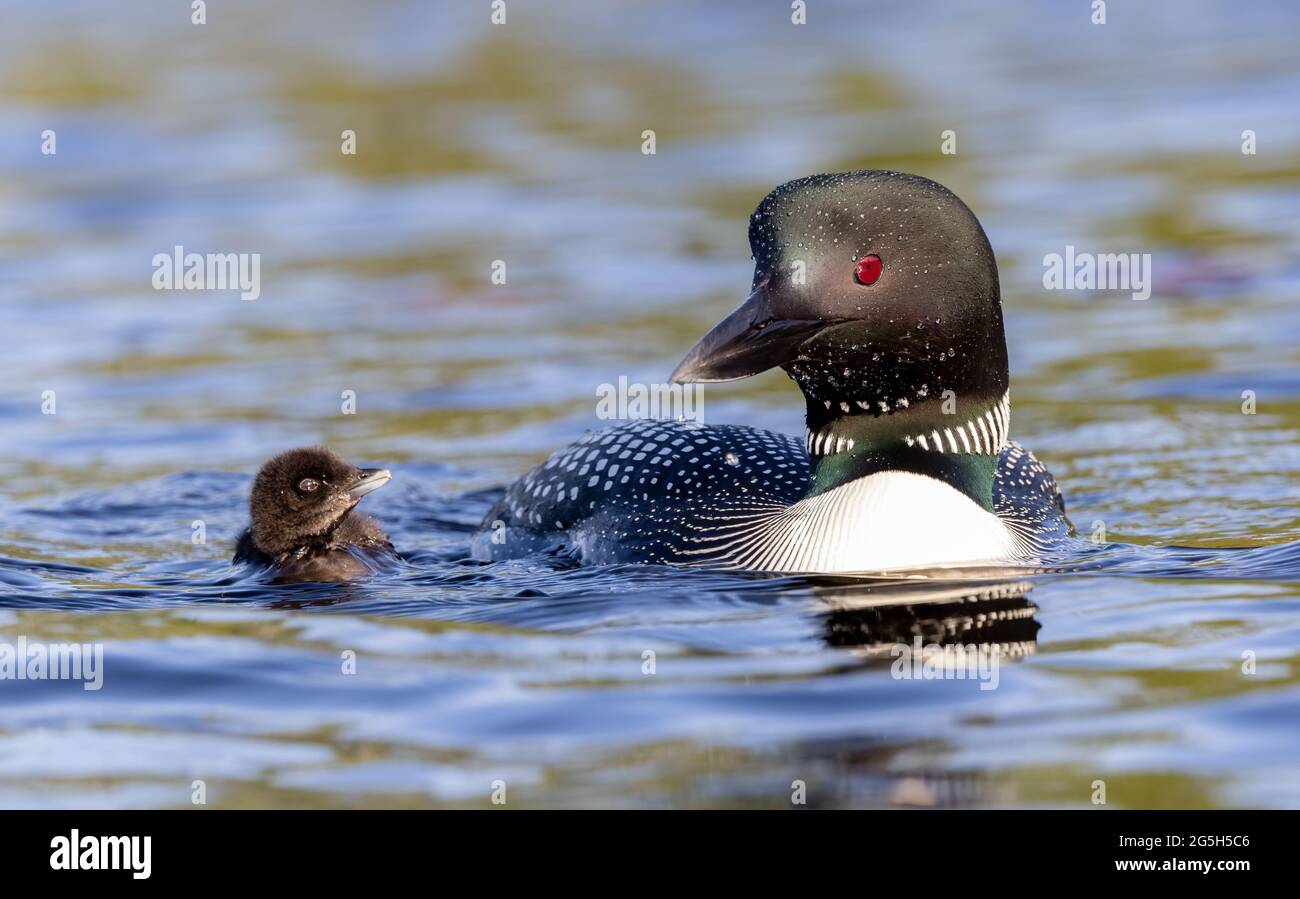 A Common Loon and Chick in Maine Stock Photo - Alamy