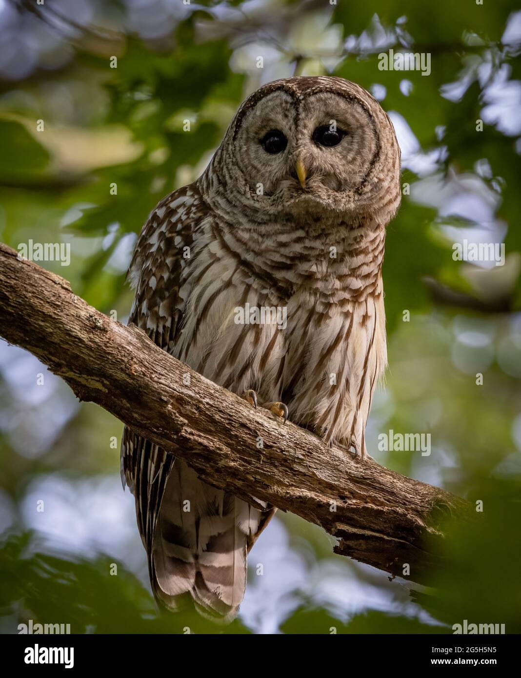 An owl in Florida Stock Photo - Alamy