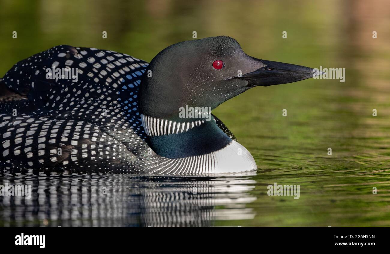 Common loon cute bird hi-res stock photography and images - Alamy