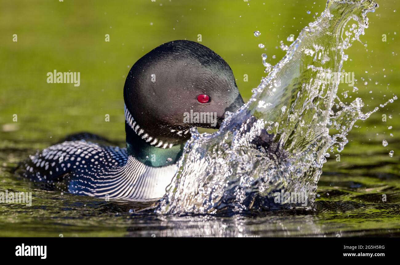 A Common Loon and Chick in Maine Stock Photo - Alamy