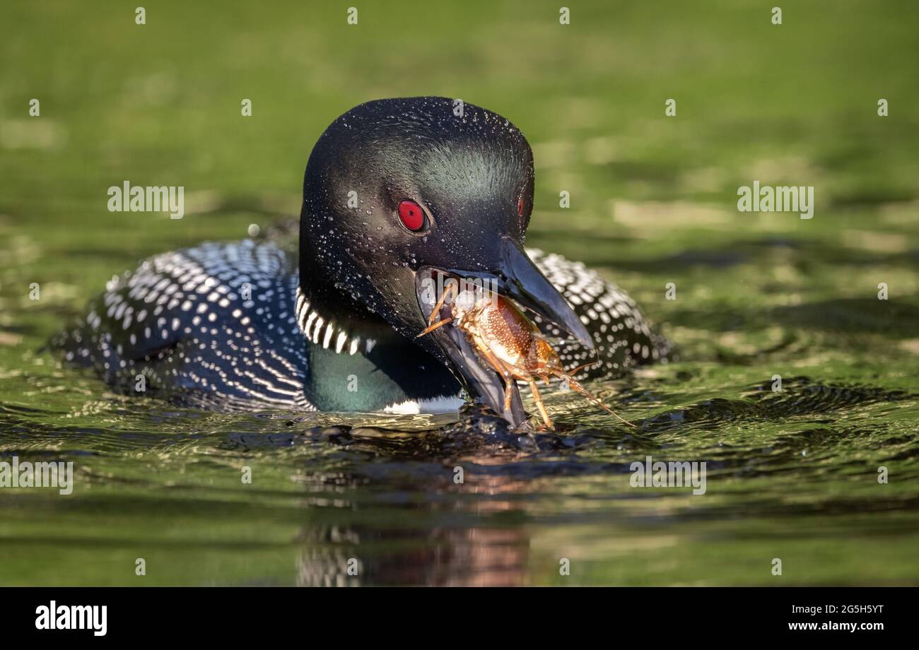 Common loon cute bird hi-res stock photography and images - Alamy
