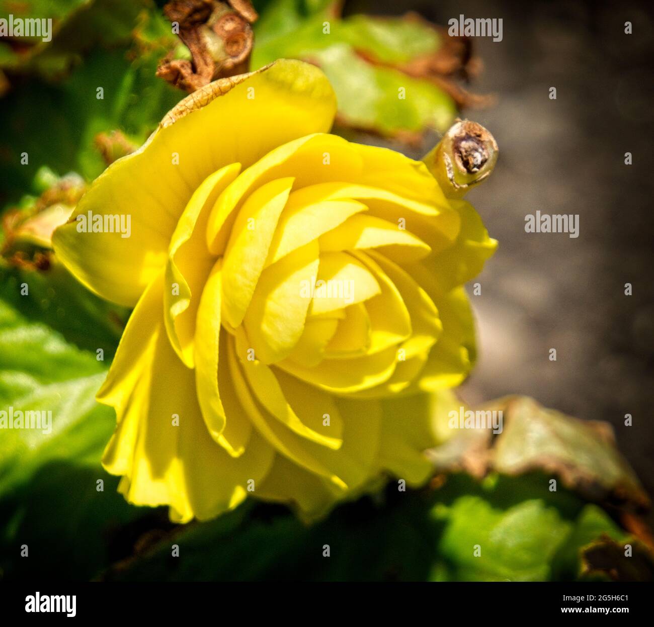 Floribunda hybrid hi-res stock photography and images - Alamy