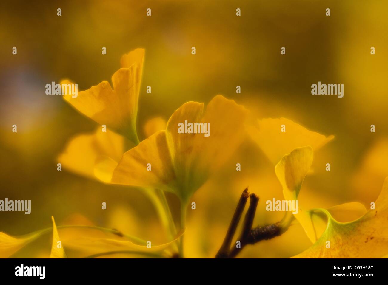 Autumn, Fall leaves in the botanical gardens, Tasmania, Australia Stock ...