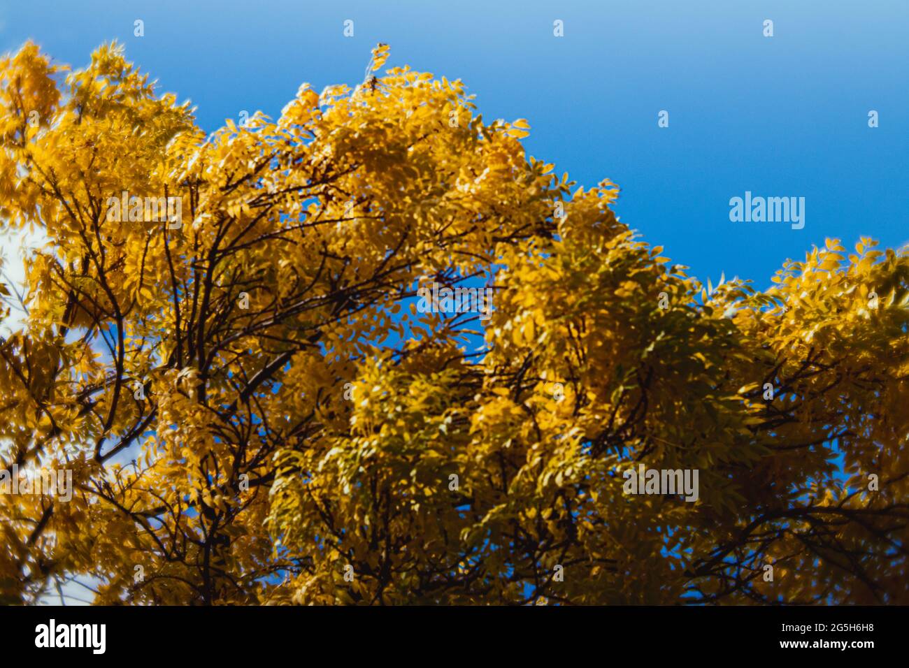 Australian autumn leaves hi-res stock photography and images - Alamy