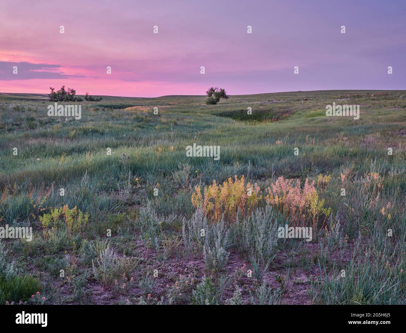 Summer wildflowers in sunrise hi-res stock photography and images - Alamy
