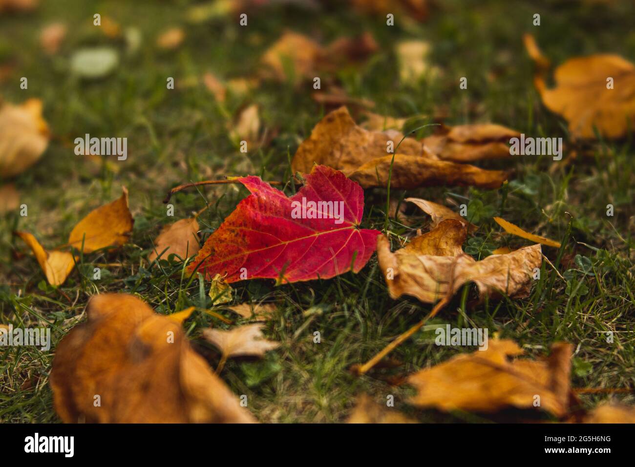 Autumn, Fall leaves in the botanical gardens, Tasmania, Australia Stock ...
