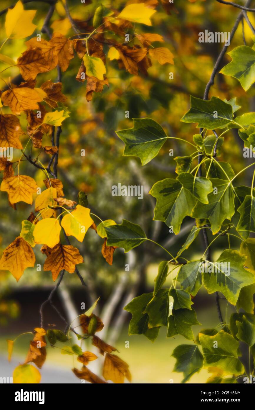 Landscape photography tasmania hi-res stock photography and images - Alamy