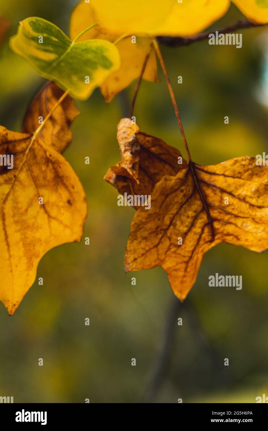 Landscape photography tasmania hi-res stock photography and images - Alamy