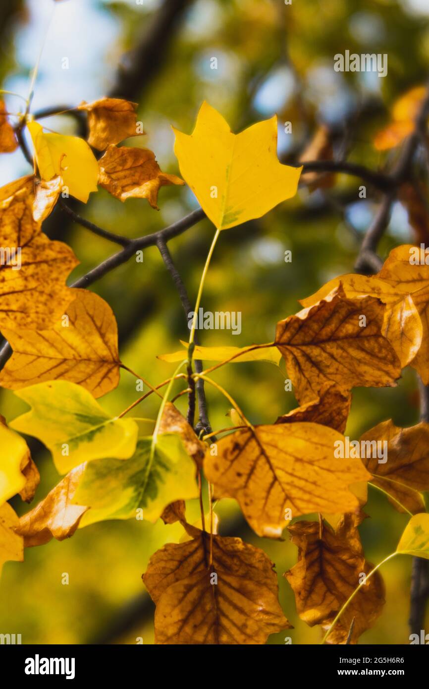 Autumn, Fall leaves in the botanical gardens, Tasmania, Australia Stock ...