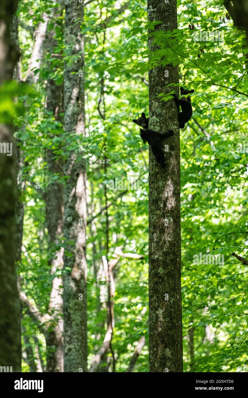 Learning to Climb Early up a tall tree in great smoky Mountains ...