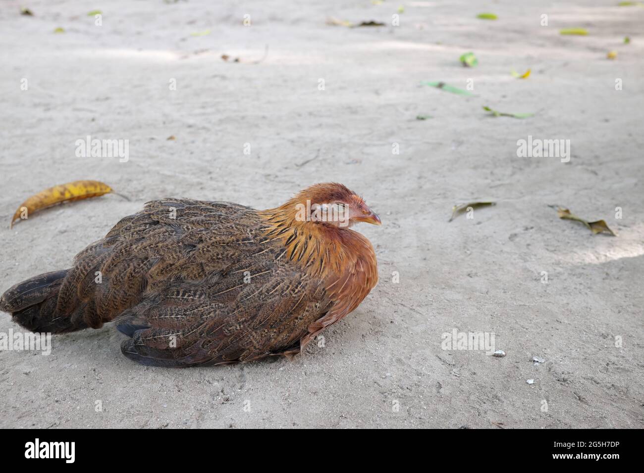 Sleeping chicken hi-res stock photography and images - Alamy