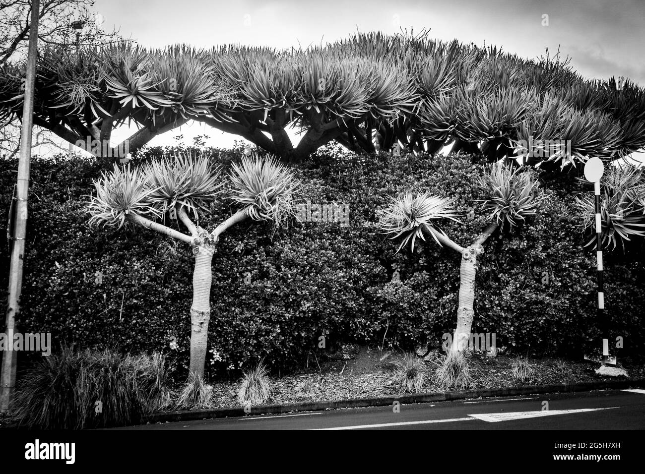 Architectural style of dragon trees against green hedge make intriguing ...