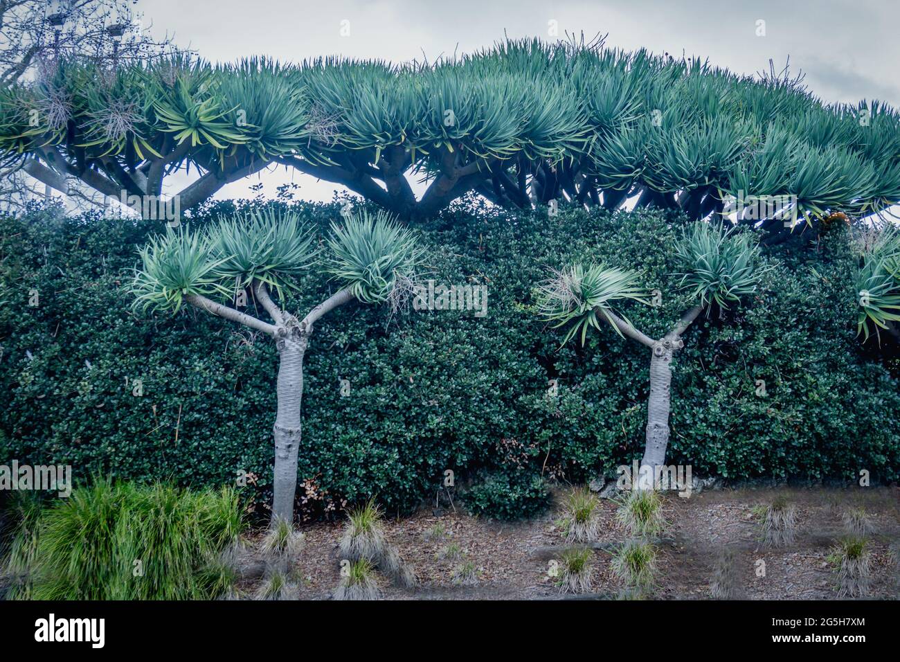 Architectural style of dragon trees against green hedge make intriguing ...