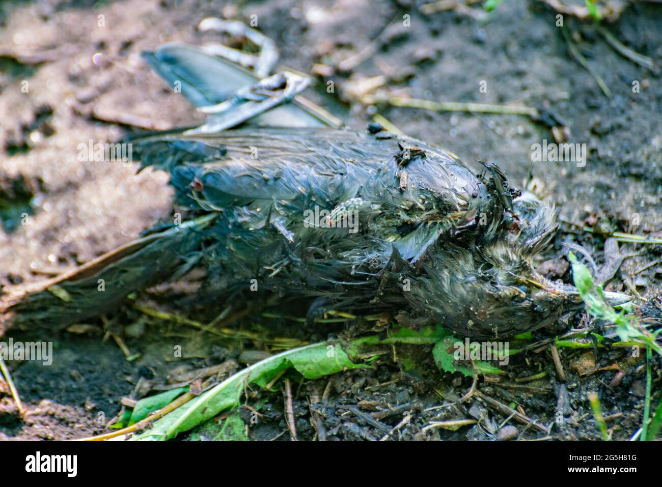 dead black bird with some flies on it, environmental pollution and ...