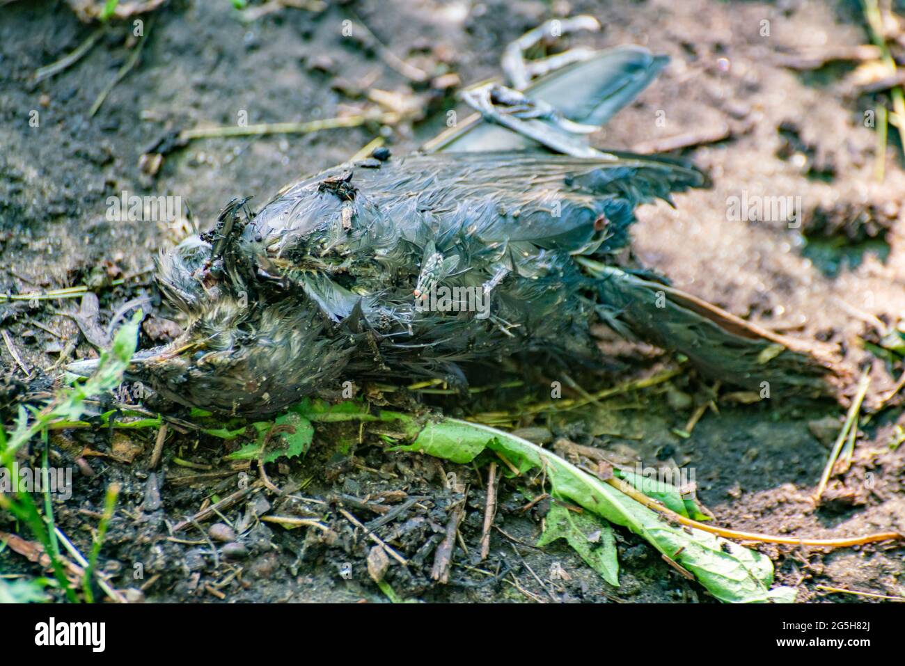 dead black bird with some flies on it, environmental pollution and ...
