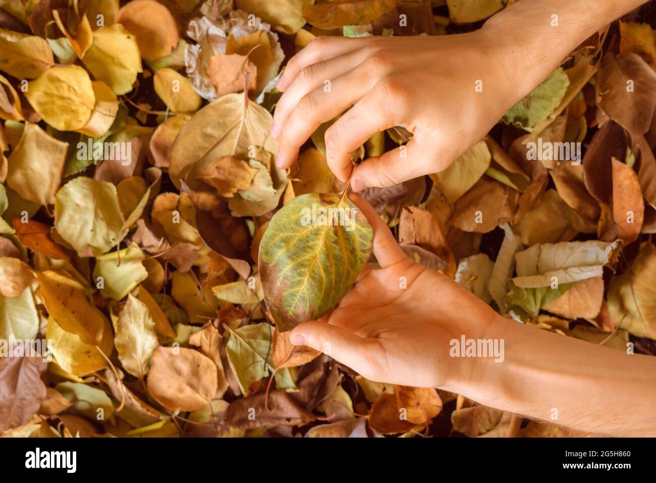 Woman hold fallen leaf hi-res stock photography and images - Alamy