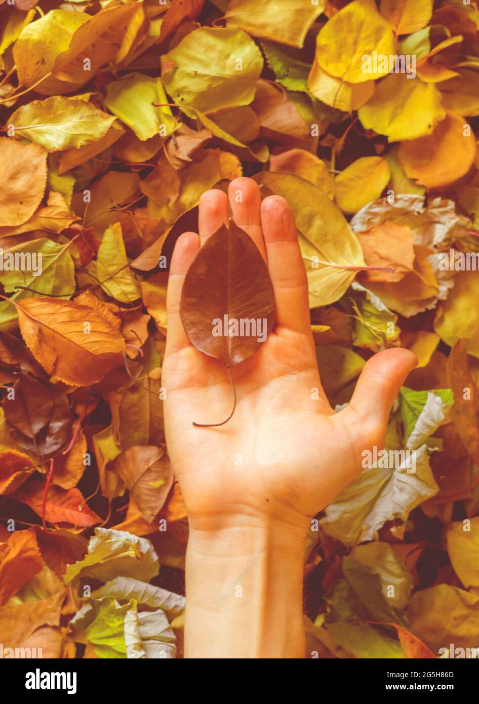 hand holding a fallen on the ground autumn colorful leaf Stock Photo ...