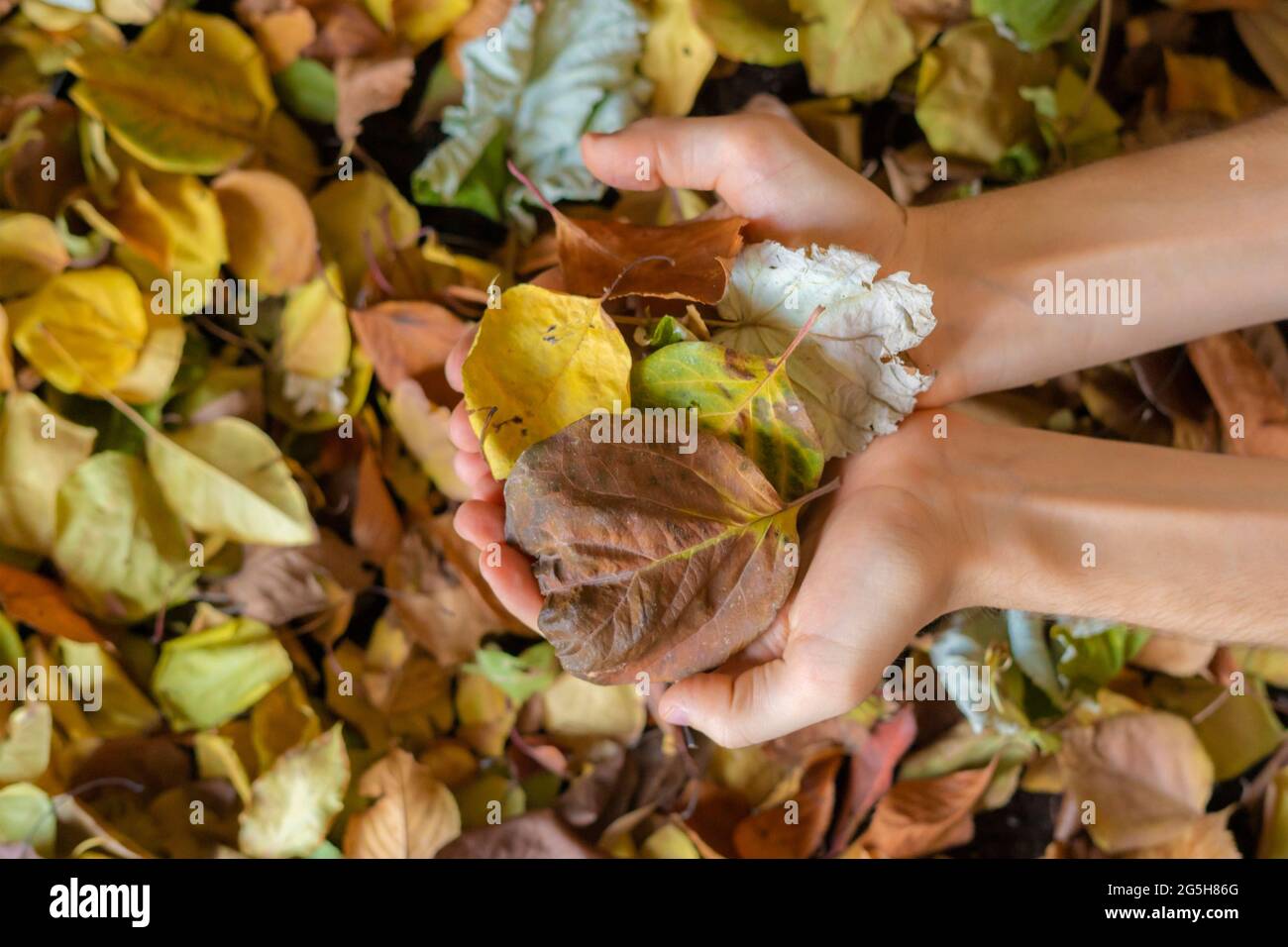 fallen autumn golden leaves into the person hands Stock Photo - Alamy