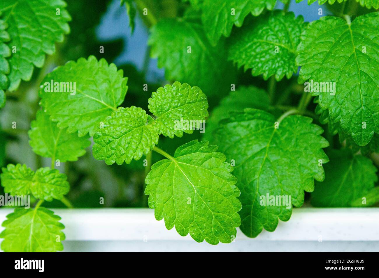Mint leaves close up. Green mint leaves. Greens in a pot. Tea leaves ...