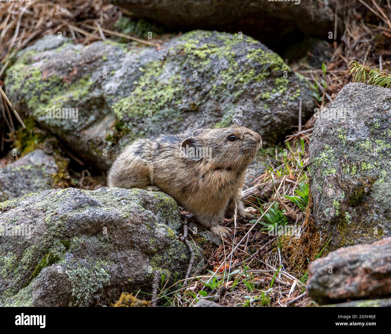 Pikas hi-res stock photography and images - Alamy