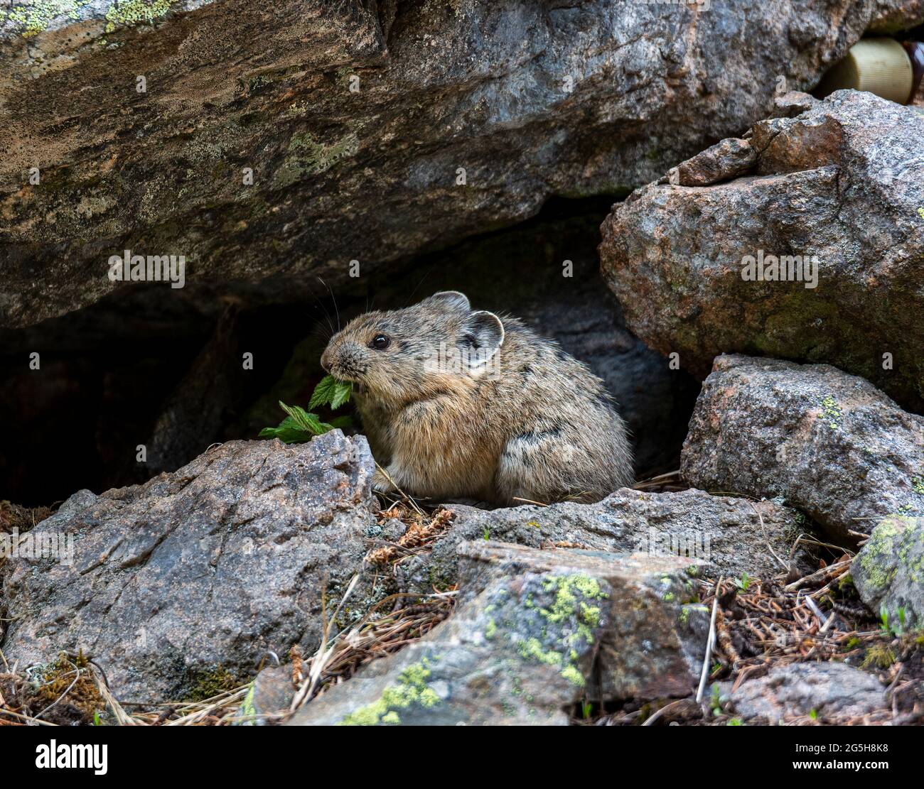 Pikas hi-res stock photography and images - Alamy