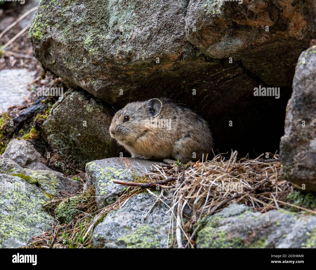 Timber line hi-res stock photography and images - Alamy