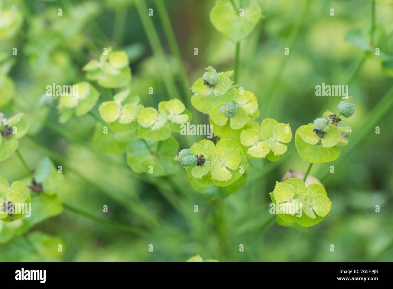 Euphorbia esula, green spurge flowers in meadow closeup selective focus ...