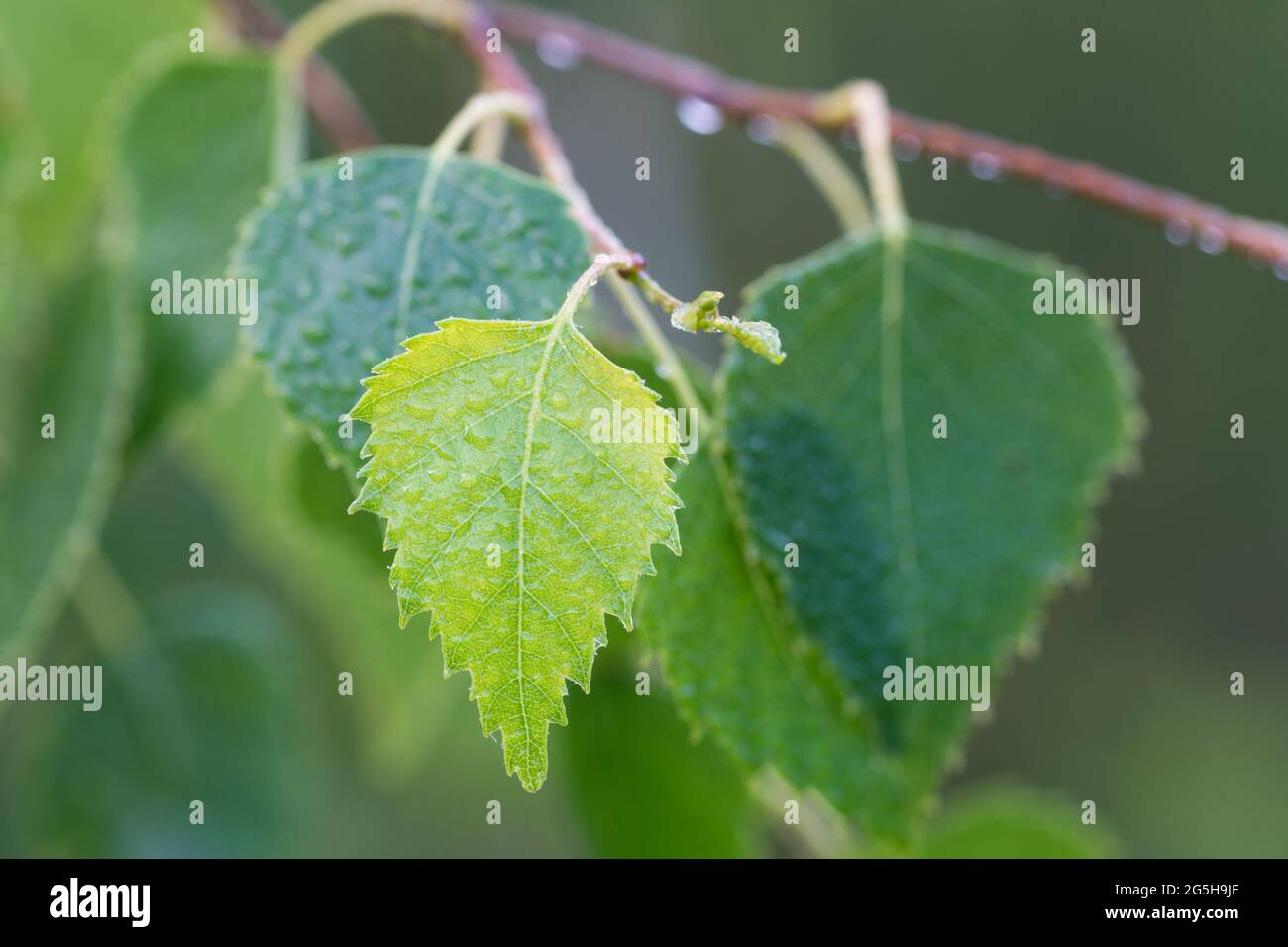 spring birch leaves covered with morning dew closeup selective focus ...