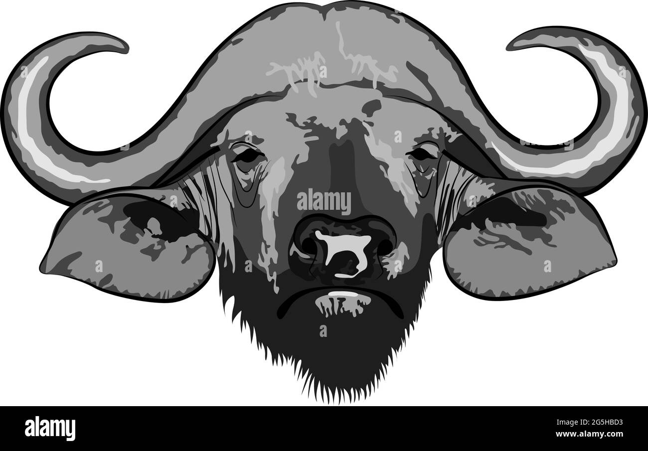 Male buffalo face to face Stock Vector Images - Alamy