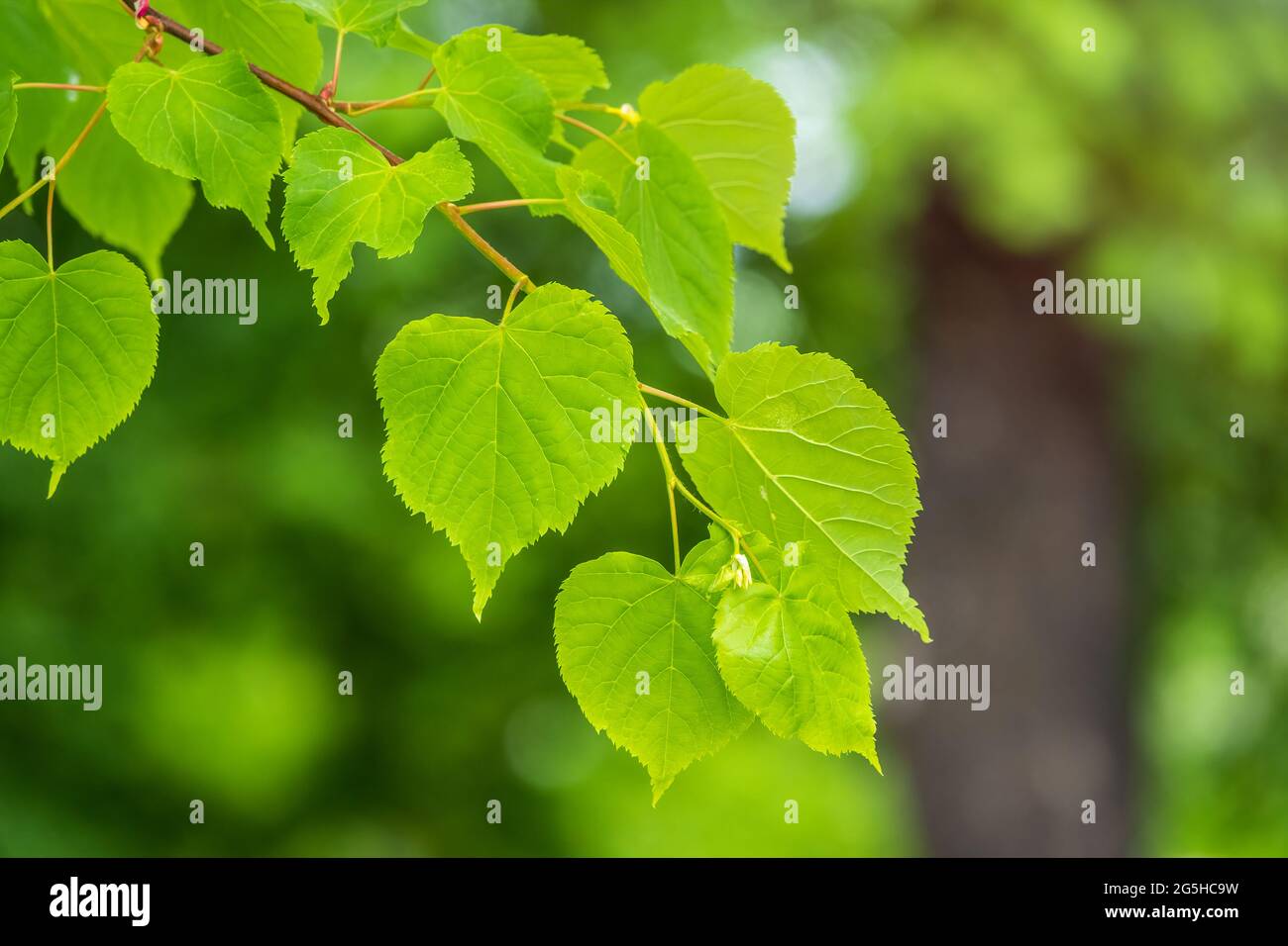 Green leaves of linden Tilia dasystyla on a green background. Tilia ...