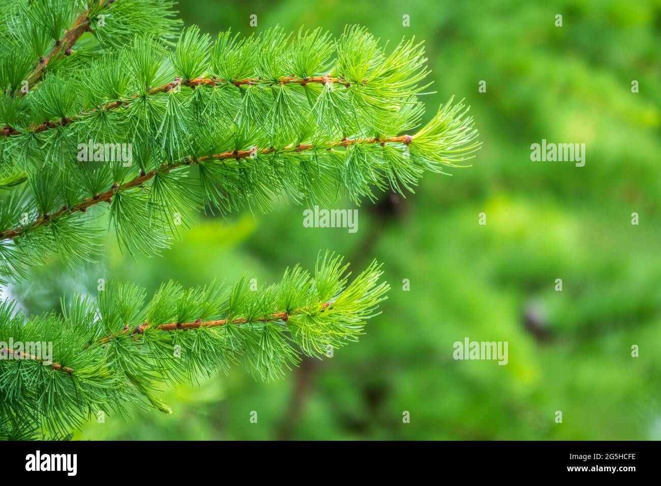 Young branches of larch. Closeup of green larch young needles. Larix ...