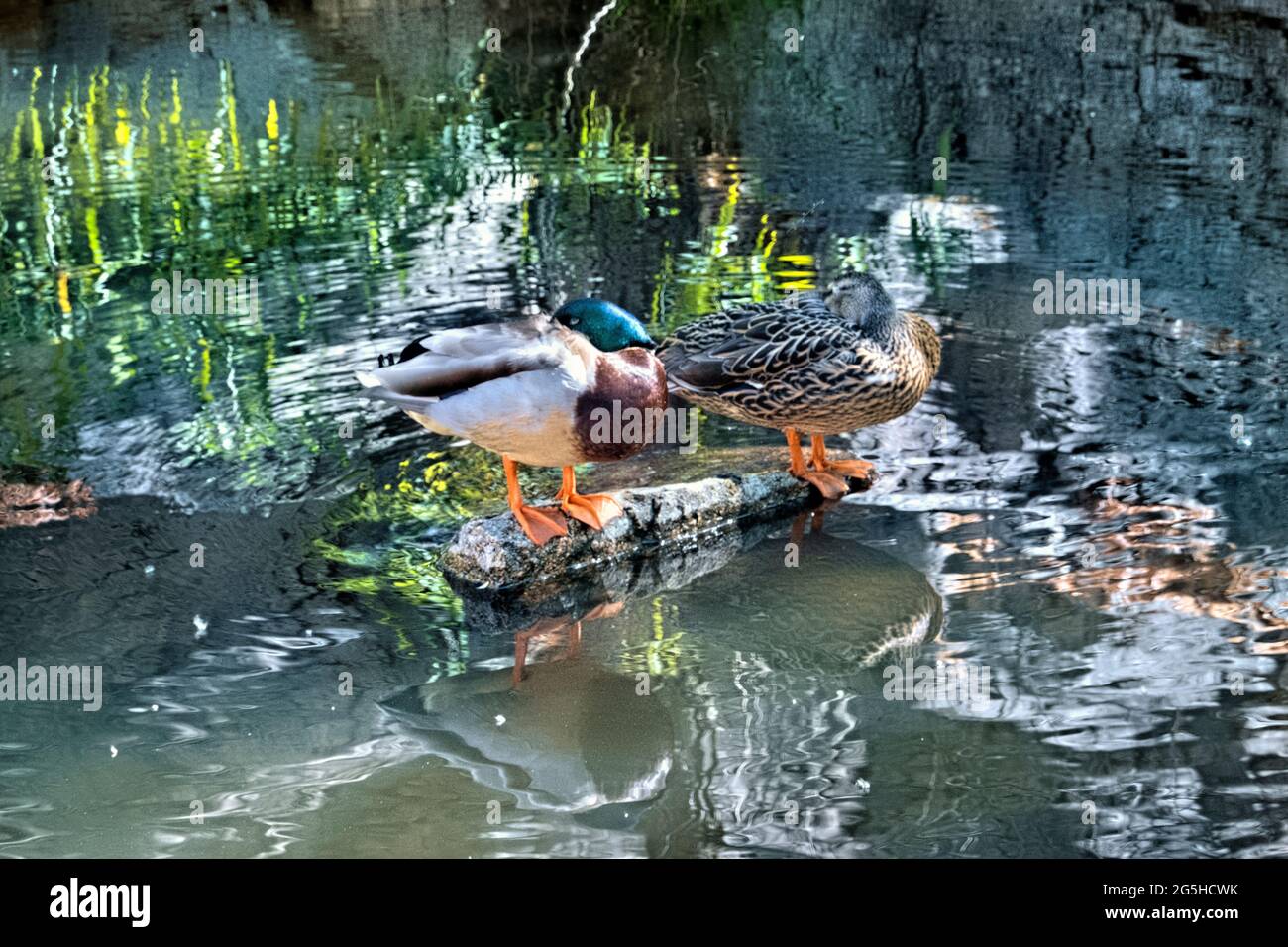 Mallard ducks at Hutch's Pool in Sabino Canyon, Tucson, Arizona Stock ...