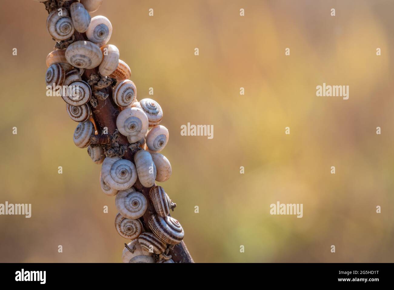 Many snails grass hi-res stock photography and images - Alamy