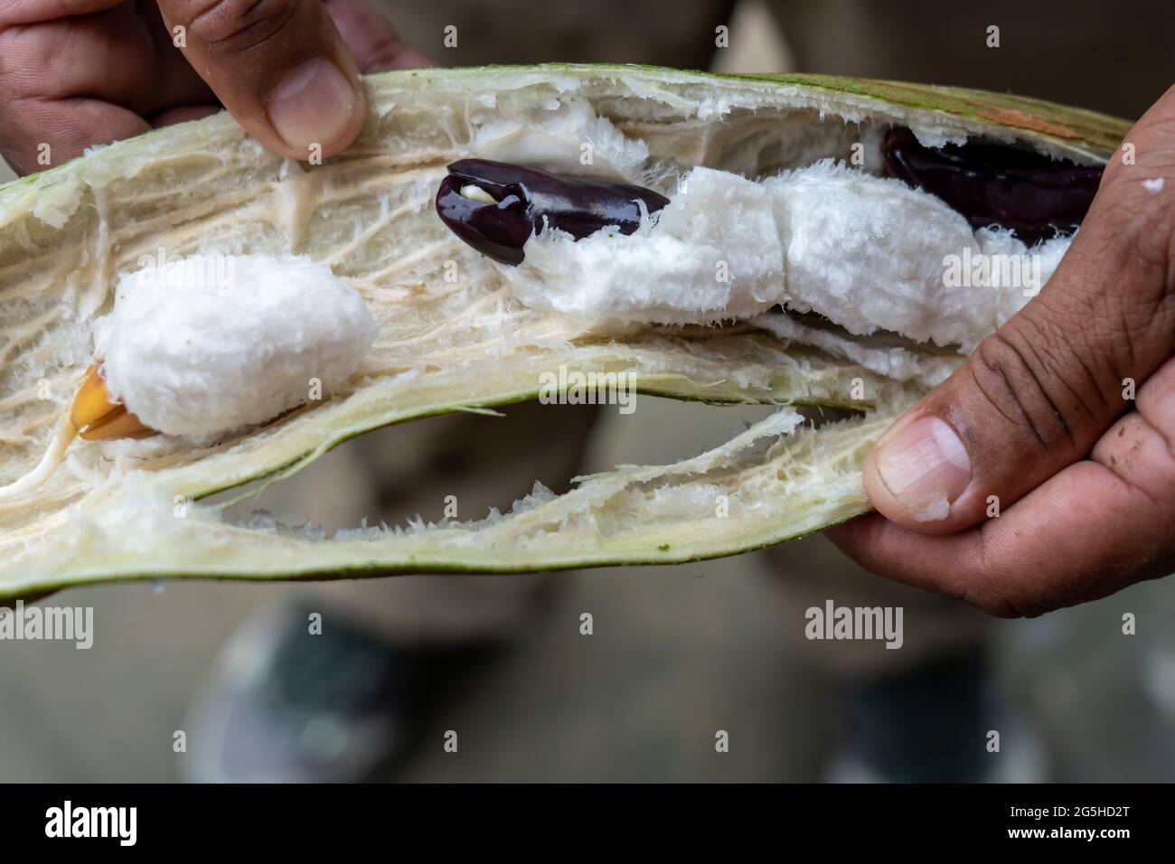 Inga feuilleei tree hi-res stock photography and images - Alamy