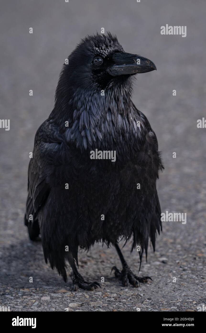 Single close up of black raven bird Stock Photo - Alamy