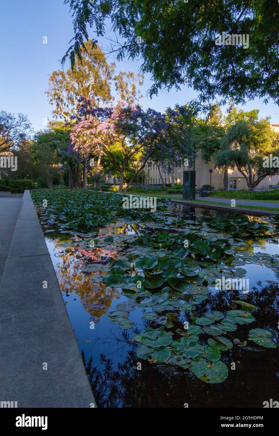 Jacaranda tree in bloom reflected in a lily pond on the Caltech campus ...