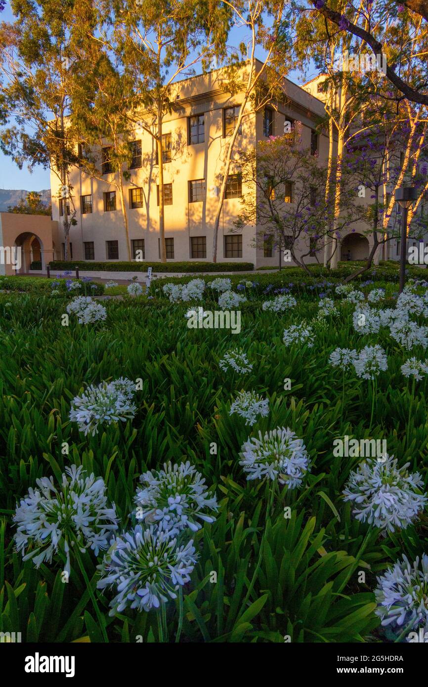 African lilies in front of an academic building at Caltech Stock Photo ...