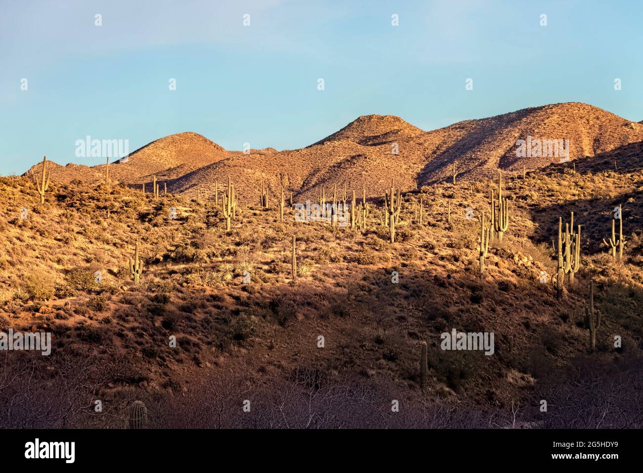Saguaro cacti (world's largest cactus) on the Arizona Trail, Saguaro ...