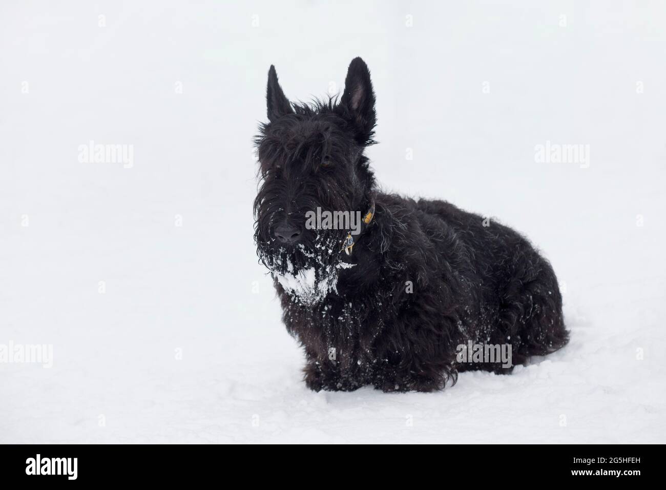 Black scottish terrier puppy is sitting on a white snow in the winter ...