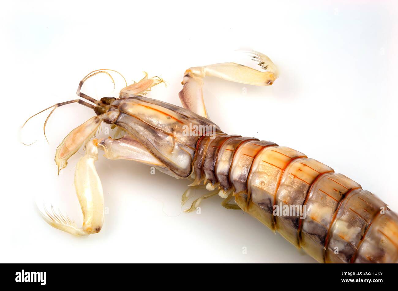 Head top view of a Mantis Shrimp or Stomatopods, a carnivorous marine ...