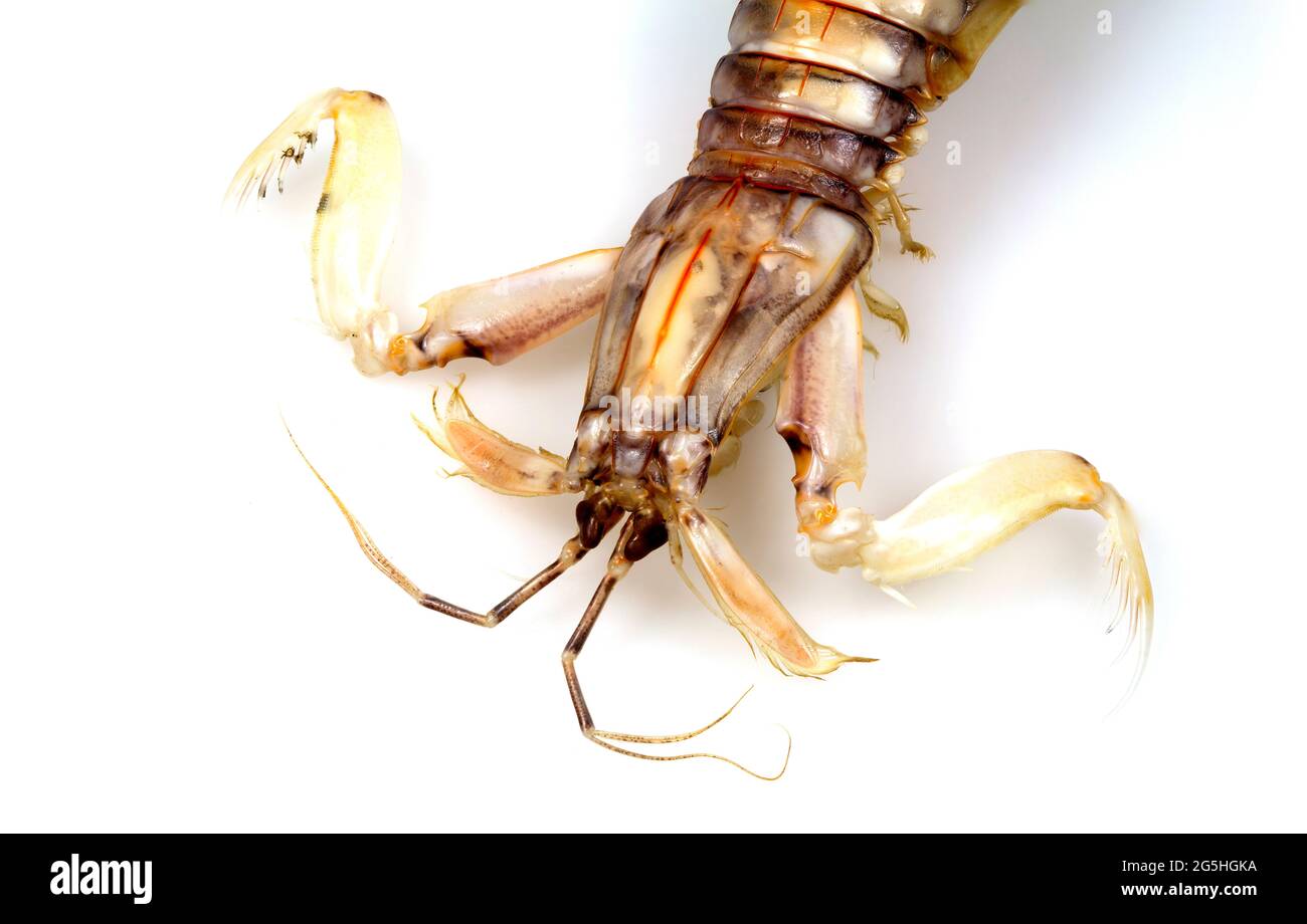 Carnivorous marine crustacean hi-res stock photography and images - Alamy