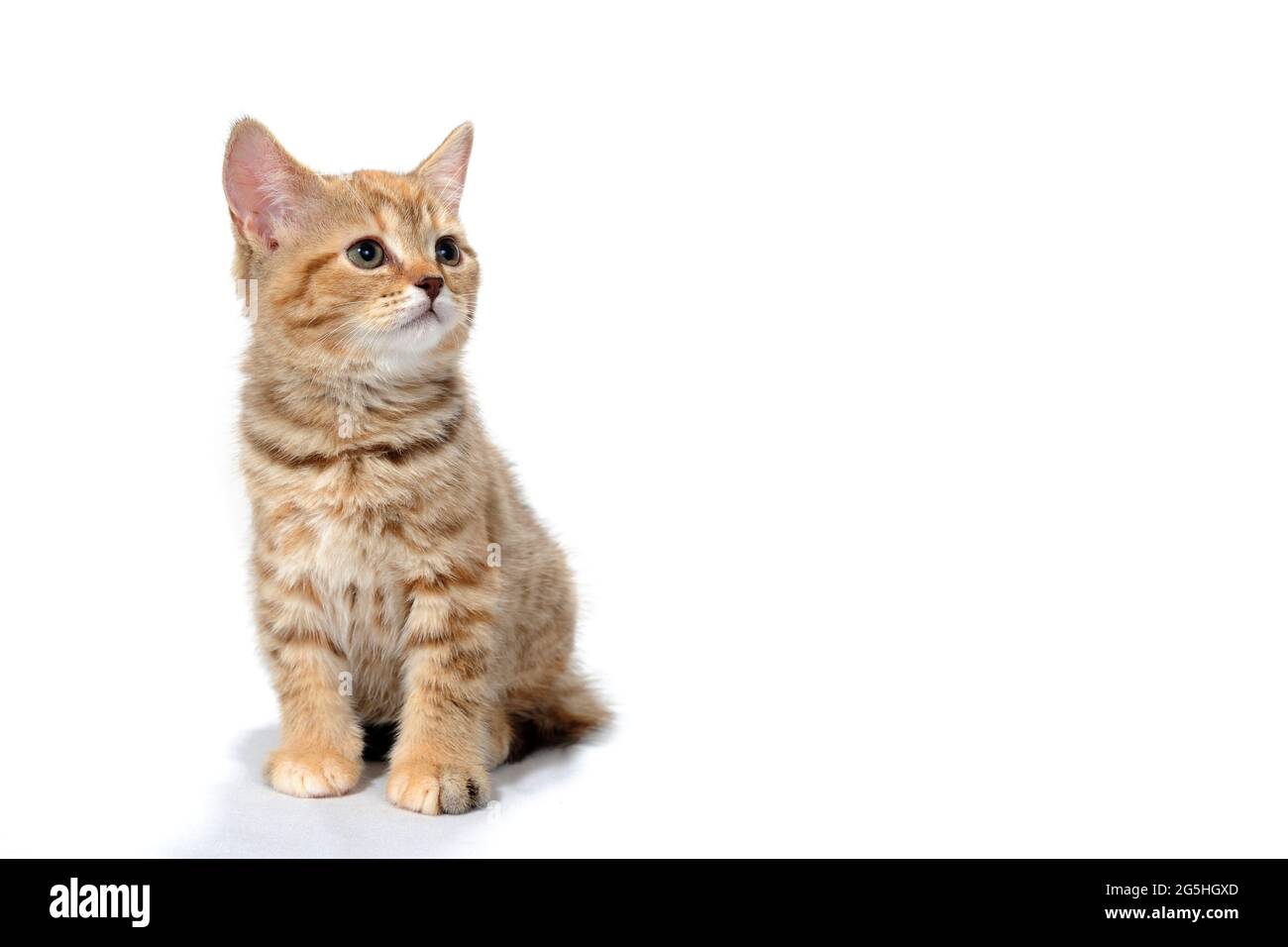 Striped fluffy ginger cat Cut Out Stock Images & Pictures - Alamy