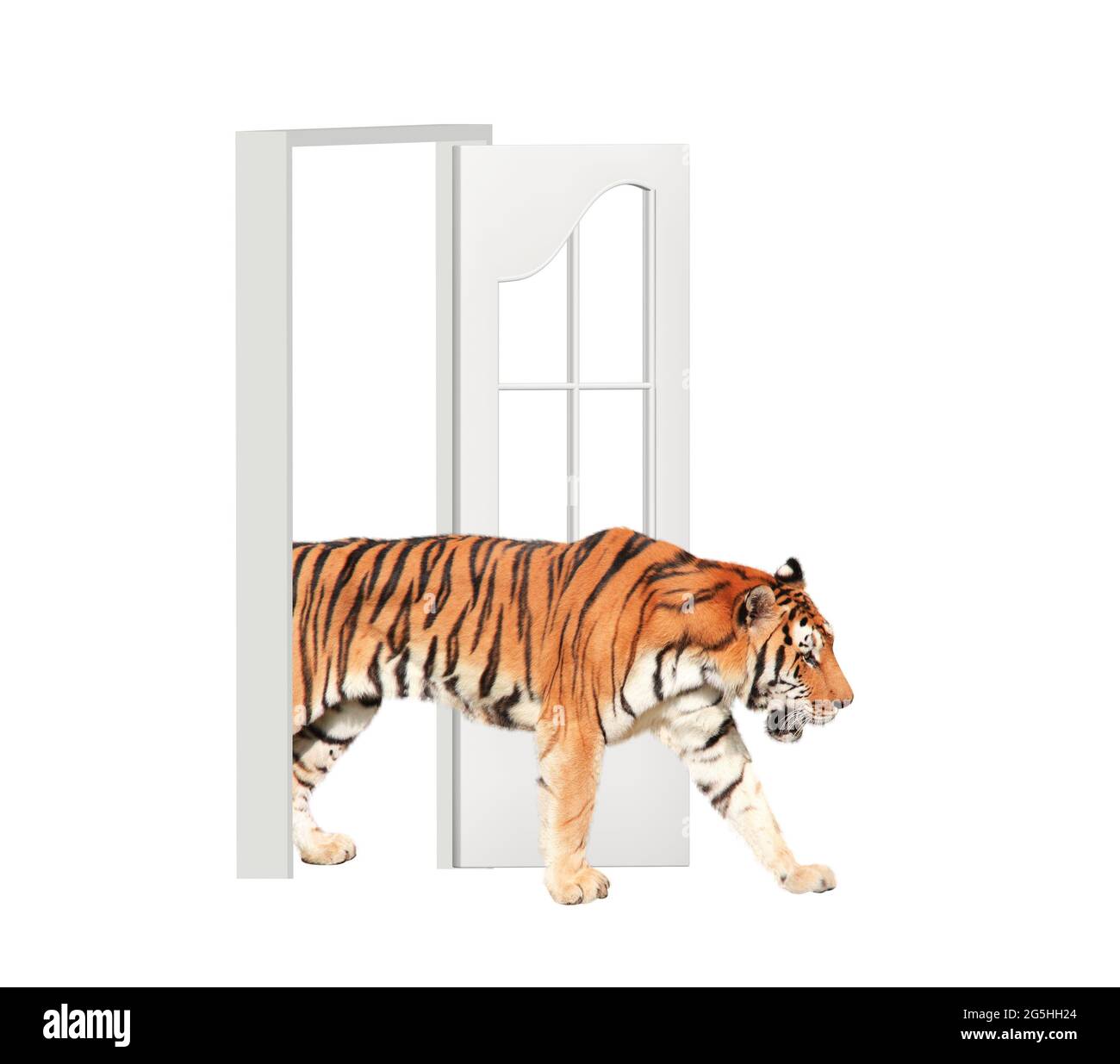 Isolated Tiger Cage