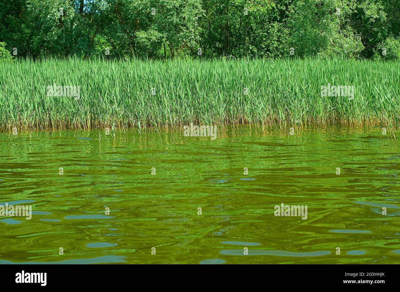Grassy sedge hi-res stock photography and images - Alamy