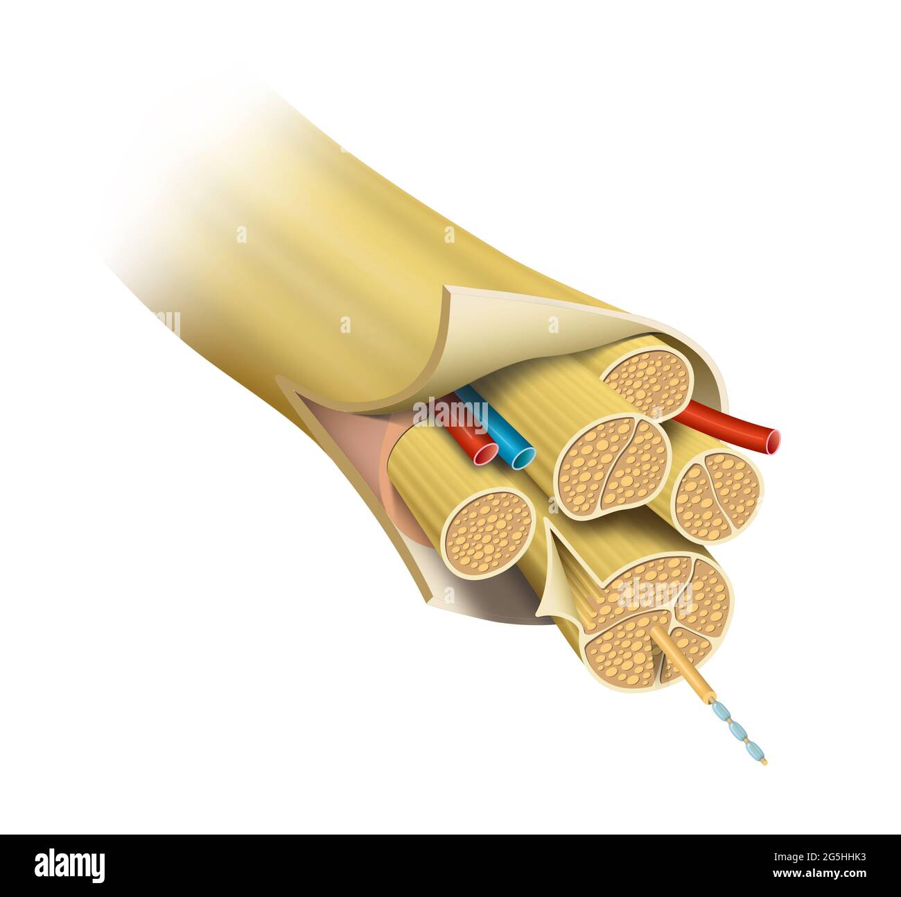 Nerve Structure (Anatomy Stock Photo - Alamy